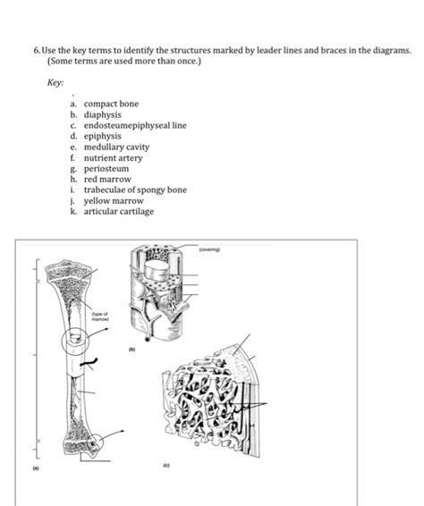 Solved Overview Of The Skeleton Classification And Chegg