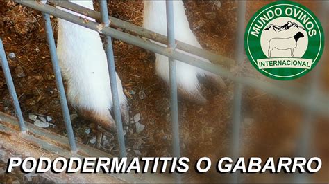 Pododermatitis O Gabarro Youtube
