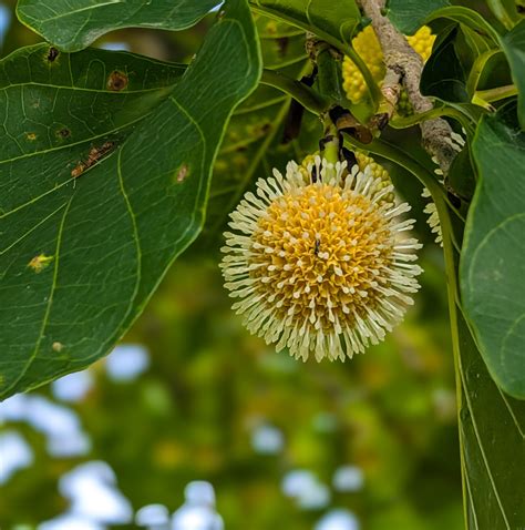 Simple පාසල් නිවාඩු දිනයක අප ගිය සොඳුරු උද්‍යානයක මධ්‍යයේ පිහිටි නිසල දිය පිරි කුඩා වැවක් අසබඩ