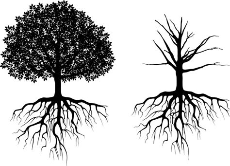 Tree With Roots Silhouette Royalty Free Vector Image
