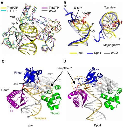 comparison of polι dna nucleotide ternary structures the colour
