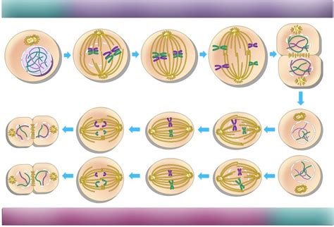 Meiosis Diagram Quizlet