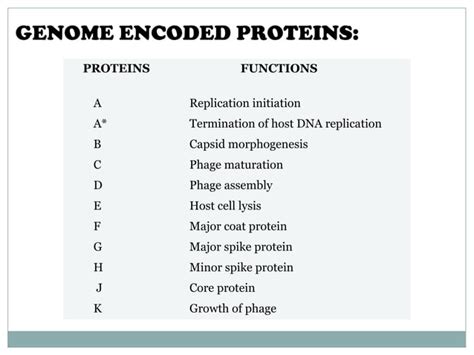 Phi X 174 Phage Ppt Biological Sciences Science