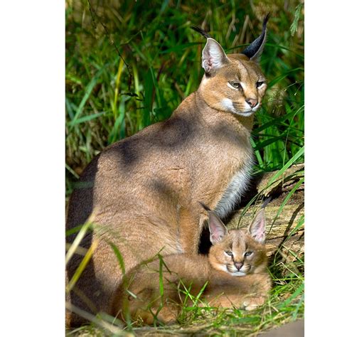 How Much Are Caracal Cats At Clemente Herrera Blog