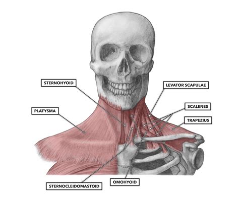 Neck Muscle Diagram Muscle Posterior Triangle Of The Neck Head And