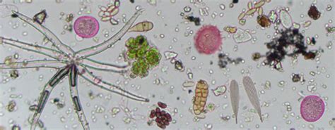 Biosense Theme Aerobiology And Palynology