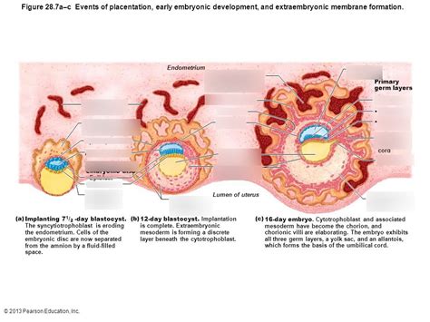 Amniotic Cavity Formation