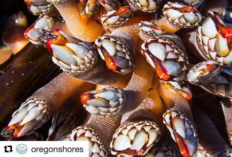 Discover The Delicacy Of Gooseneck Barnacles Goose Neck Barnacle