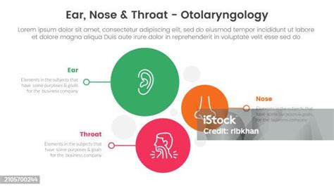 이비인후과 건강 치료 질병 인포 그래픽 슬라이드 프레젠테이션을 위한 수직 원 스택 방향이 있는 3점 무대 템플릿 건강관리와 의술에 대한 스톡 벡터 아트 및 기타 이미지
