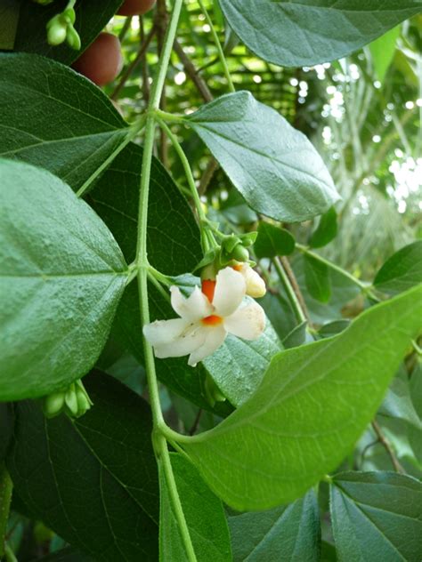 Sepalika Flower