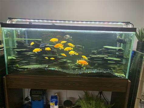 My Buddys 55 Gallon Cichlid Tank Raquariums