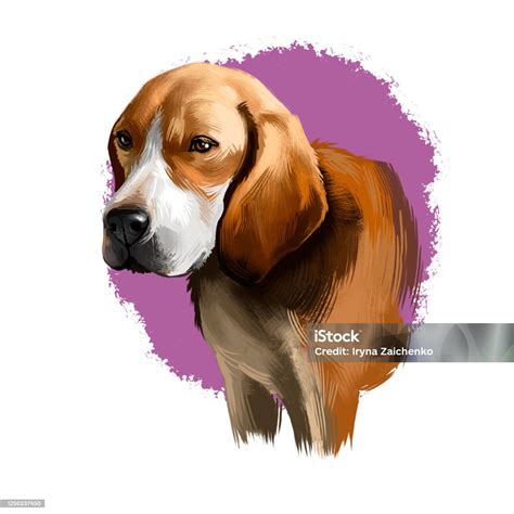 비글 해리어 향기 사냥개 품종 개 디지털 아트 일러스트 는 흰색 배경에 고립 프랑스 기원 중간 크기의 사냥 토끼 탐지 개 귀여운
