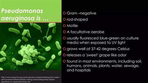 Pseudomonas Aeruginosa Mini Presentation Pptx