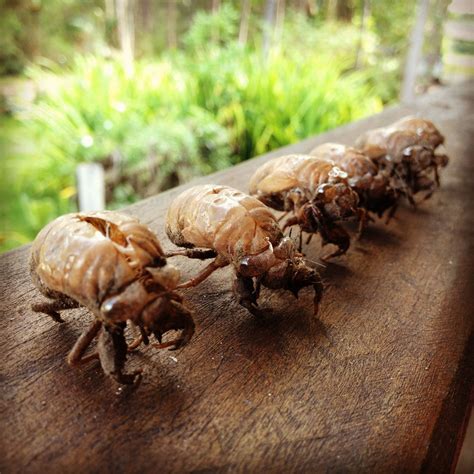 Locus Locust Slugs Entomology