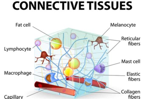 Mixed Connective Tissue Connective Tissue Disease Types Diagnosis
