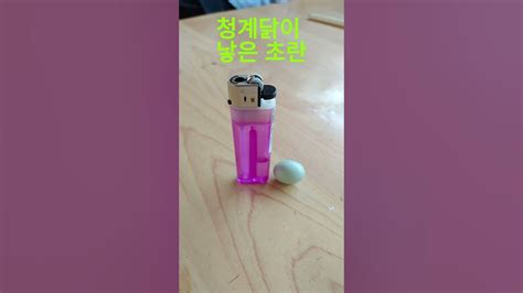 세상에서 가장 작은계란 Youtube