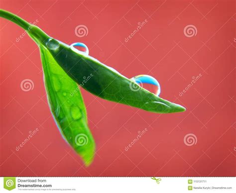 Spring Green Grass With Dew Color Drops In The Sun Stock Image Image