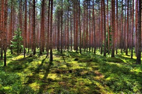 Eesti Mets Free Estonian Word