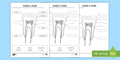 Inside A Tooth Labeling Worksheet Teacher Made