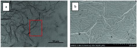 Surface Morphology Of The Eutectoid Microstructure Generated After 30