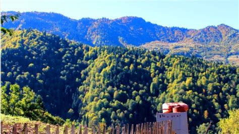 „წითელი წიგნის“ მცენარეები შეშად Batumelebi • გარემო საზოგადოება საქართველოს სახელმწიფო