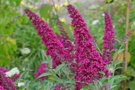 Struik Kopen Alle Vlinderstruik Buddleja Davidii Miss Ruby Online
