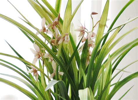 동양란가을 동양란 인사이동 추천 예쁜 꽃이 피어있는 동양란 꽃배달 플라워119꽃배달서비스 동양란가을 동양란 인사이동 추천 예쁜 꽃이 피어있는 동양란