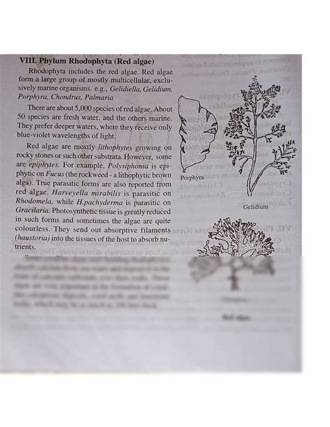 Solution Phylum Rhodophyta Red Algae Studypool