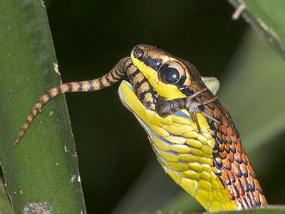 Kopsteins Bronzeback Dendrelaphis Kopsteini