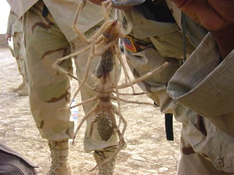 Camel Spiders Faq