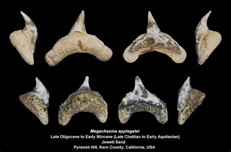 Megachasma Applegatei Shark References