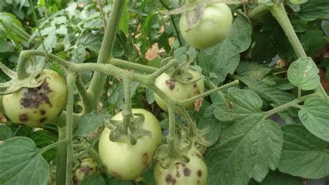 Tomato Pith Necrosis Id Prevention And Treatment Epic Gardening