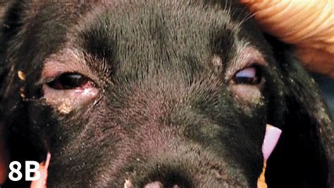 10 Dermatoses To Consider In The Young Patient Clinicians Brief