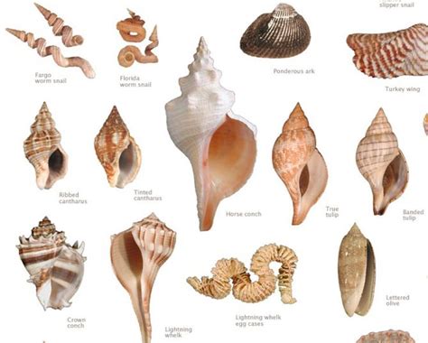 Shell Chart Sea Shells Shells And Sand Types Of Shells