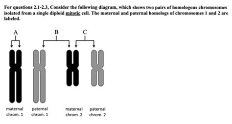 Genexam3 Chromosomal Basis Of Inheritance Mitosis And Meiosis