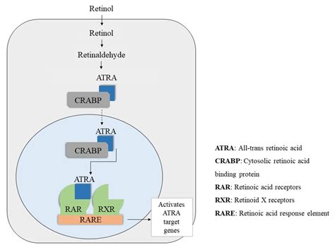 Advancement Of All Trans Retinoic Acid Delivery Systems In Dermatological Application