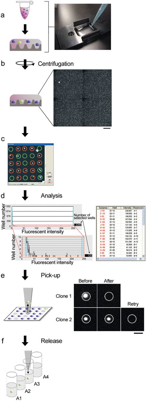 Approximately 50 × 104 Cells In Culture Medium Were Added To The
