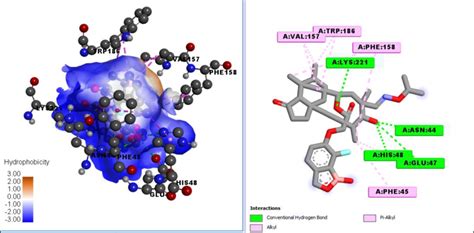 3d Left And 2d Right View Of The Interaction Between 41 And Cida Download Scientific Diagram