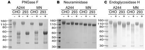 Recombinant Gp120 From The Mn And A244 Strains Of Gp120 Was Expressed