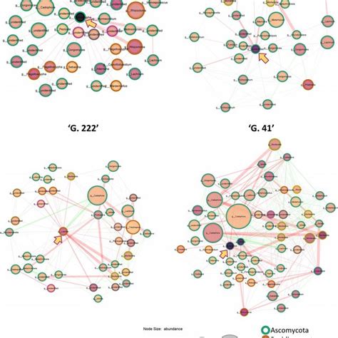 Fungal Association Networks Created Using Co Occurrence Network Download Scientific Diagram