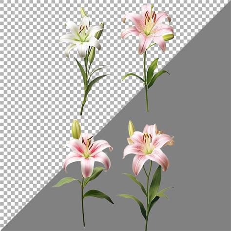 투명한 배경에 달이 꽃 Ai 생성 프리미엄 Psd 파일