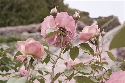 Dolce Sostenuto