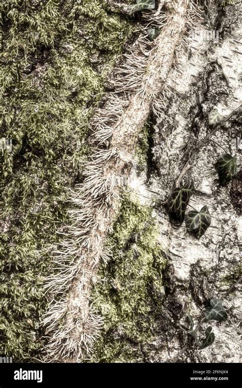Very Close Up And Interesting Natural Patterns And Textures On The Trunk Of Trees Natural