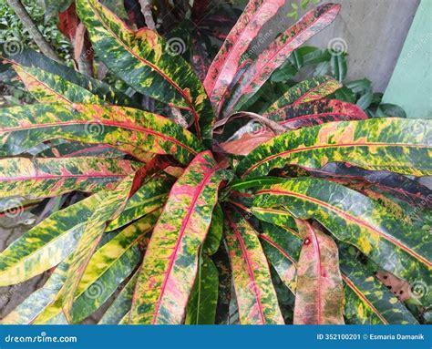The Croton Ornamental Plant And X28codiaeum Variegatumand X29 Is A Shrub