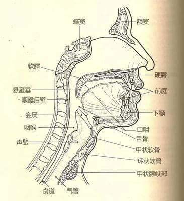 唱歌中如何找到正确的发声位置？ 知乎