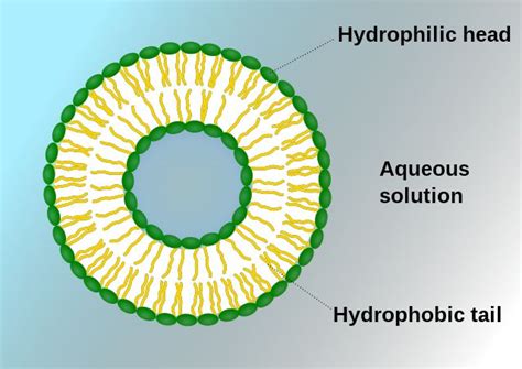 Introduction Of Liposome Technology 👩‍🔬what Are Liposomes It Is One Of