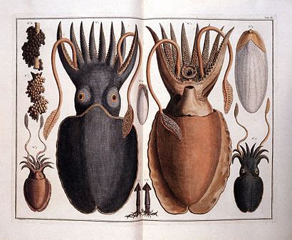 Cuttlefish Wikipedia