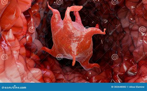 Platelets Anatomy Blood Cell Thrombocytes In Blood Vessel Under