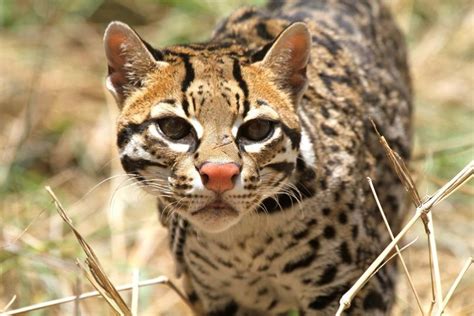 From Wild Cats To Adventure Felines Us Department Of The Interior