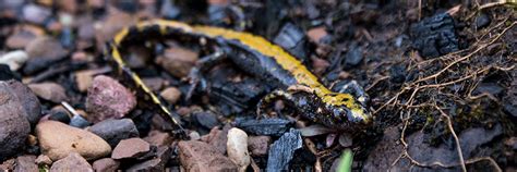 Salamanders Waterton Lakes National Park